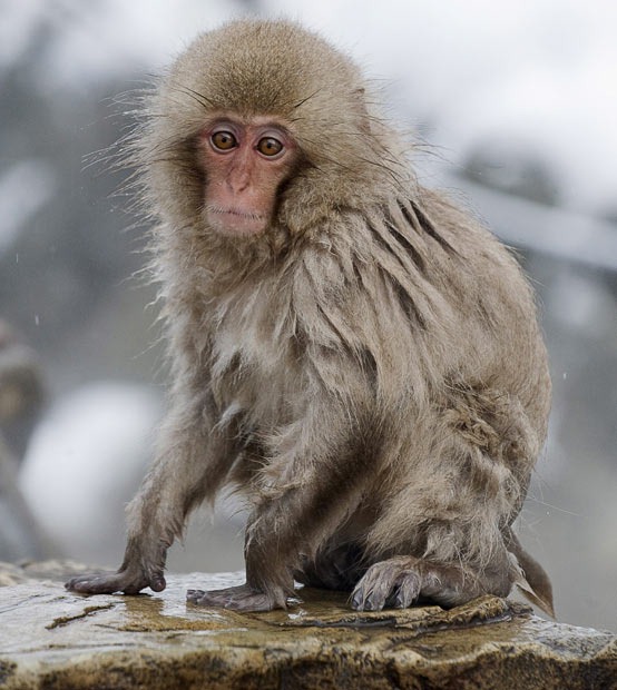 Japanese Snow Monkeys relaxing in a hot spring | Amusing Planet